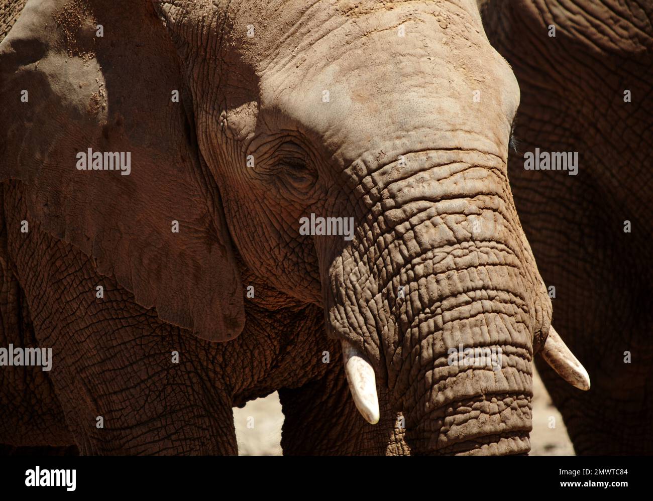 An elephant never forgets. elephants on the plains of Africa Stock ...