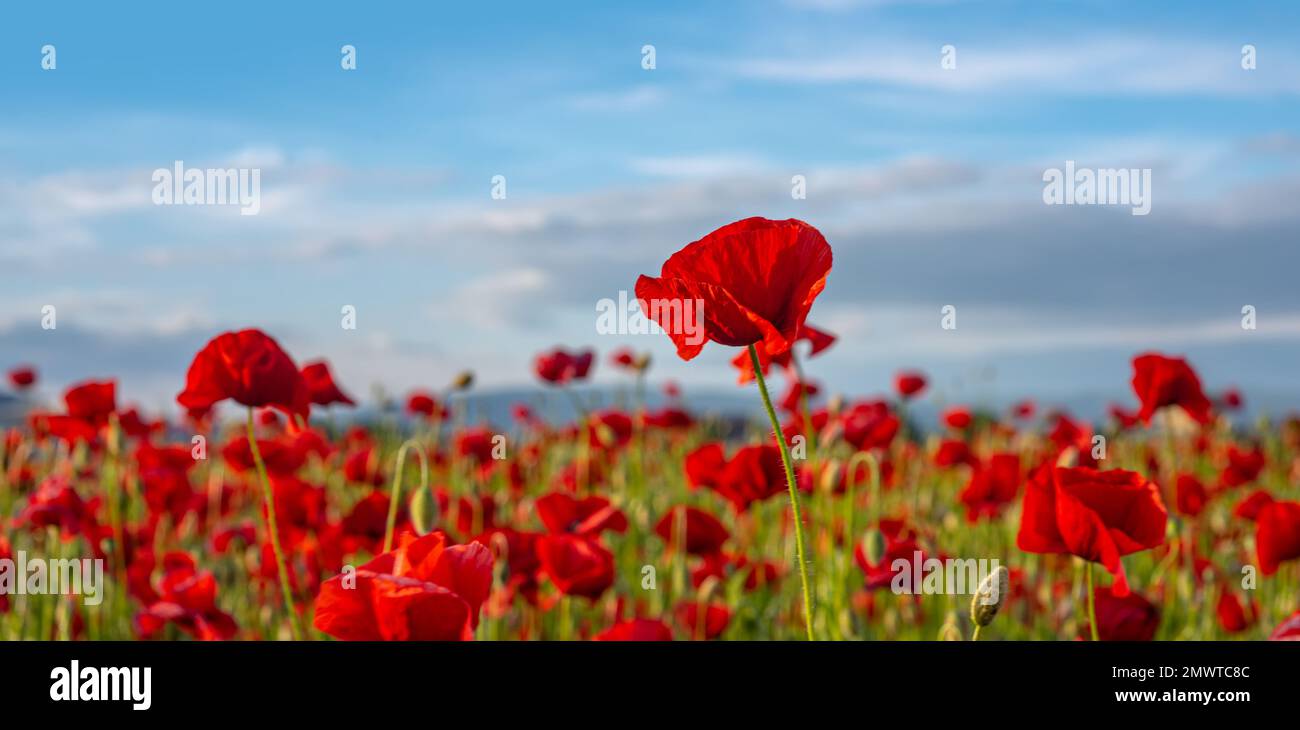 Poppy field, Remembrance day, Memorial Anzac day banner. Remember for ...