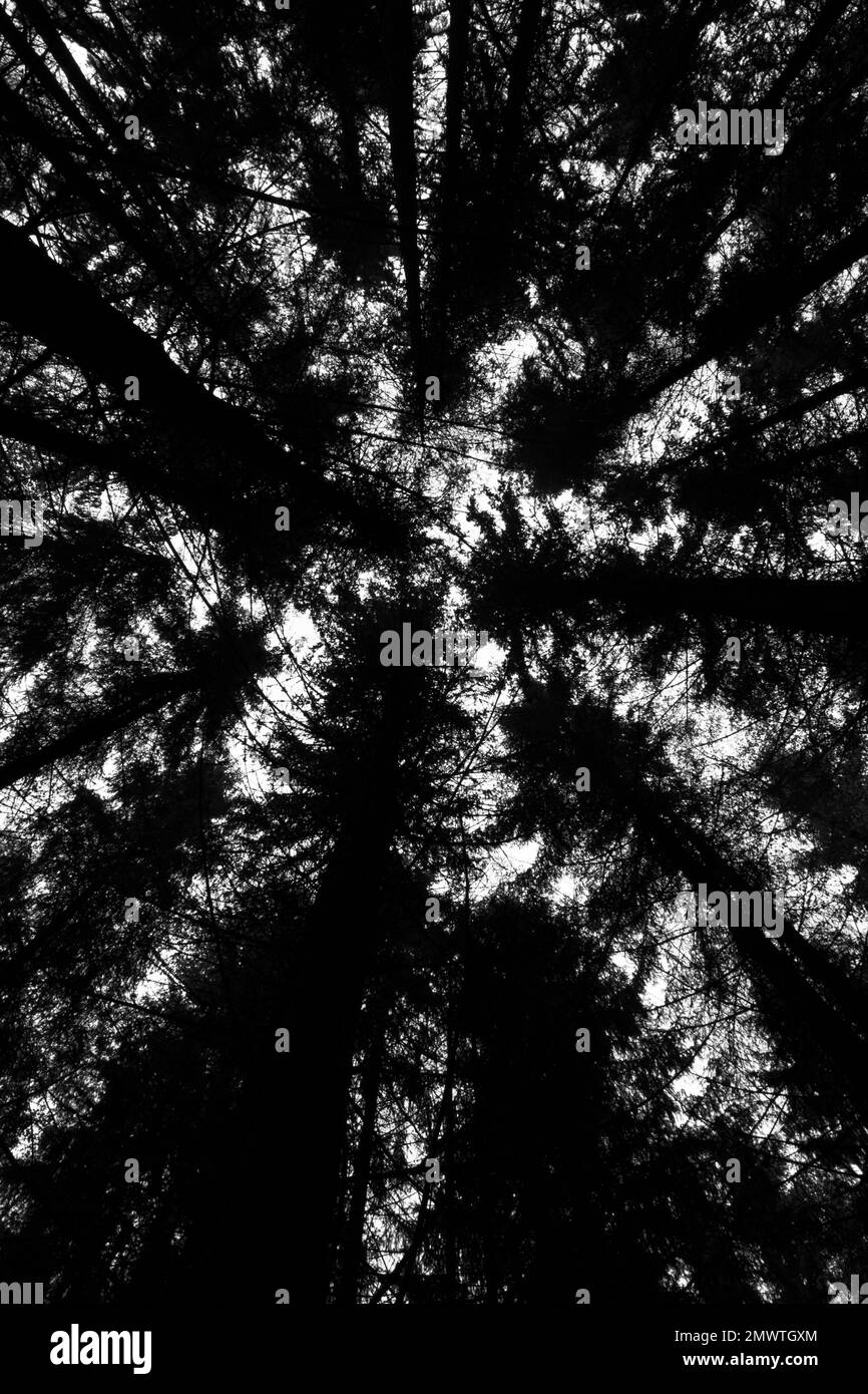 Autumn forest treetops silhouette Stock Photo - Alamy