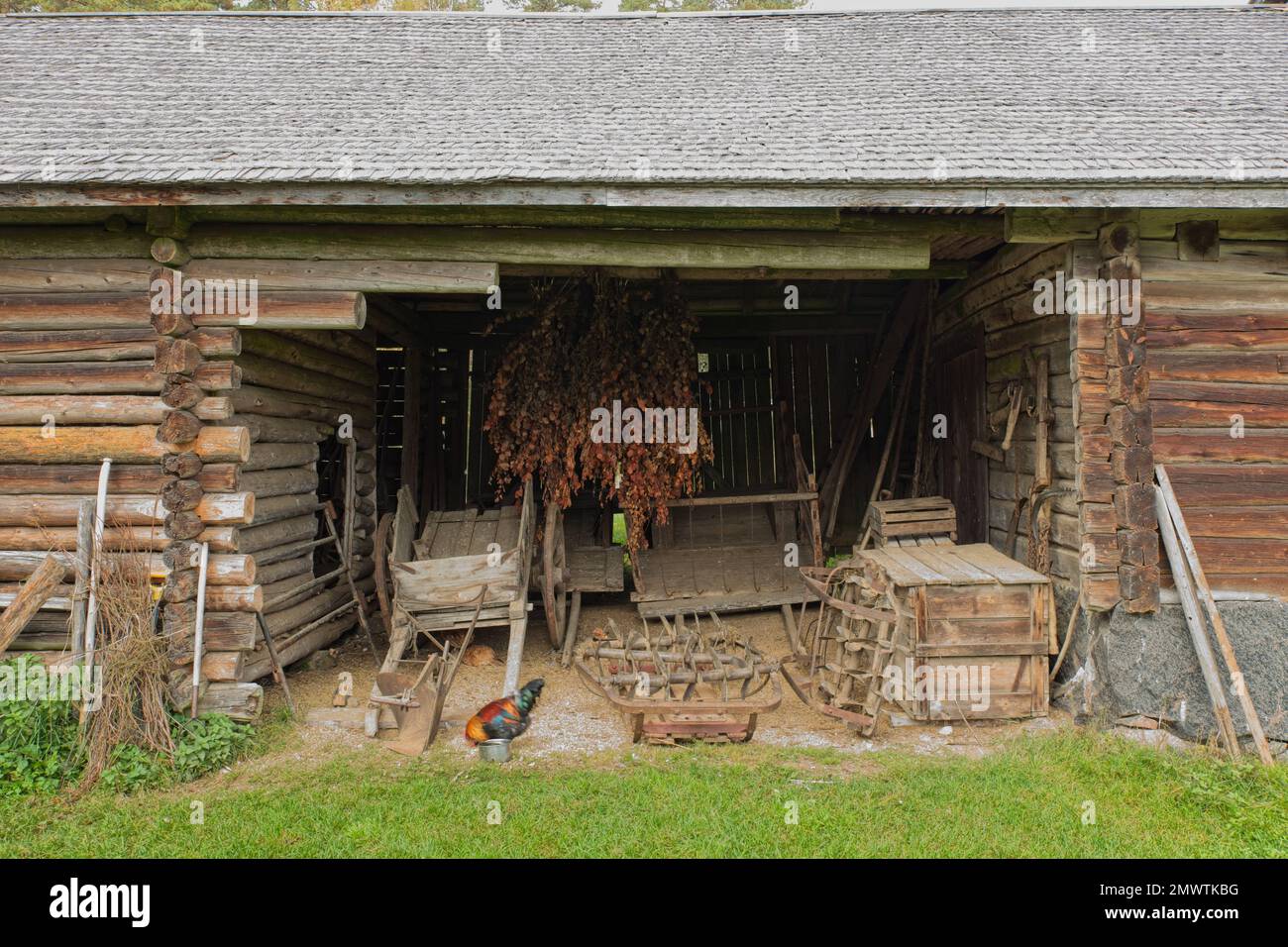 Old rooster hi-res stock photography and images - Alamy