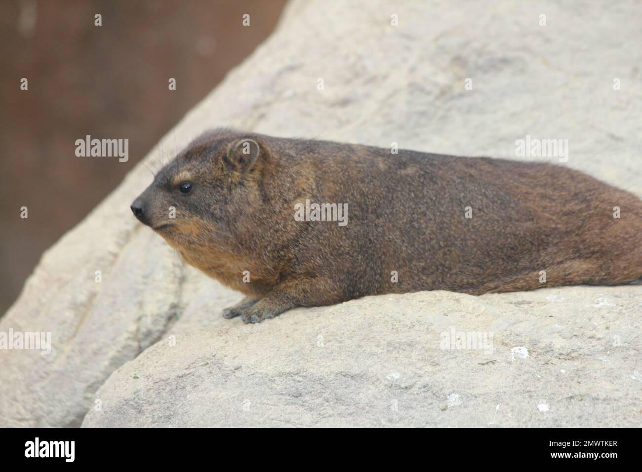 The rock hyrax (Procavia capensis), also called rock badger and Cape ...