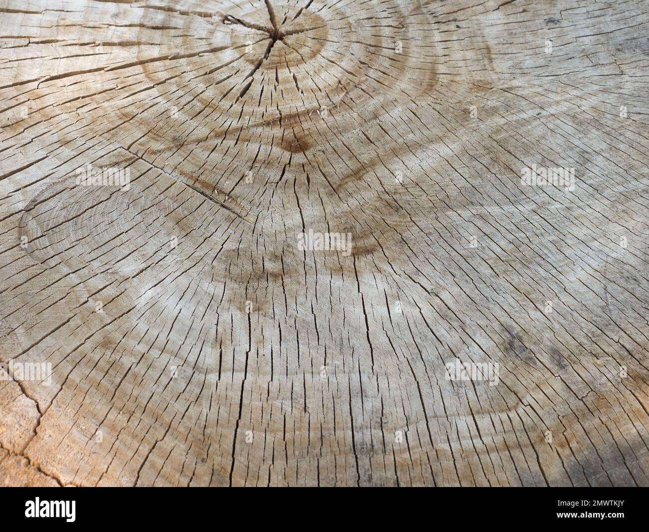 cross section of a tree trunk stump useful as a background Stock Photo ...