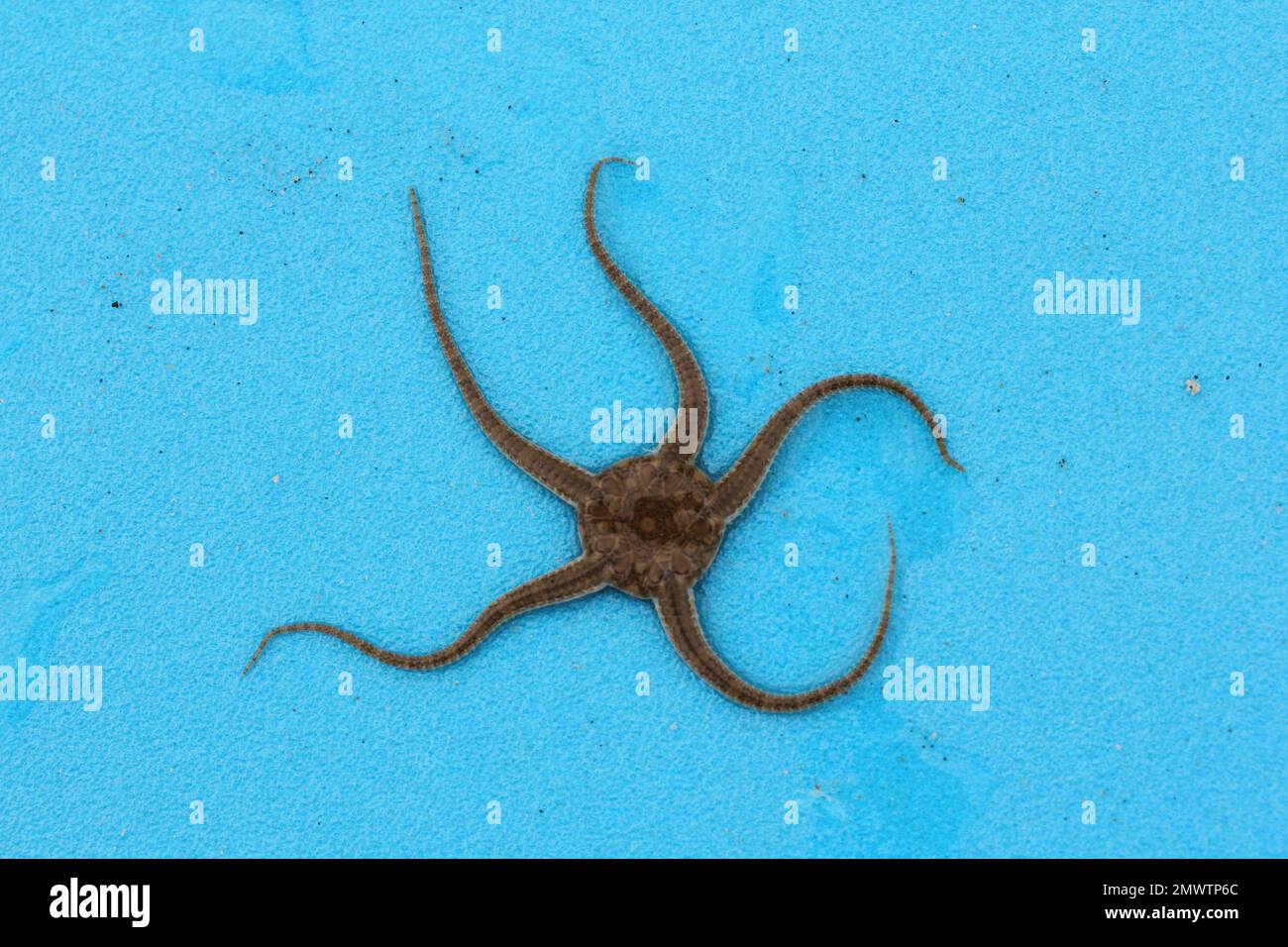 Ophiura albida is a species of brittle star in the order Ophiurida ...
