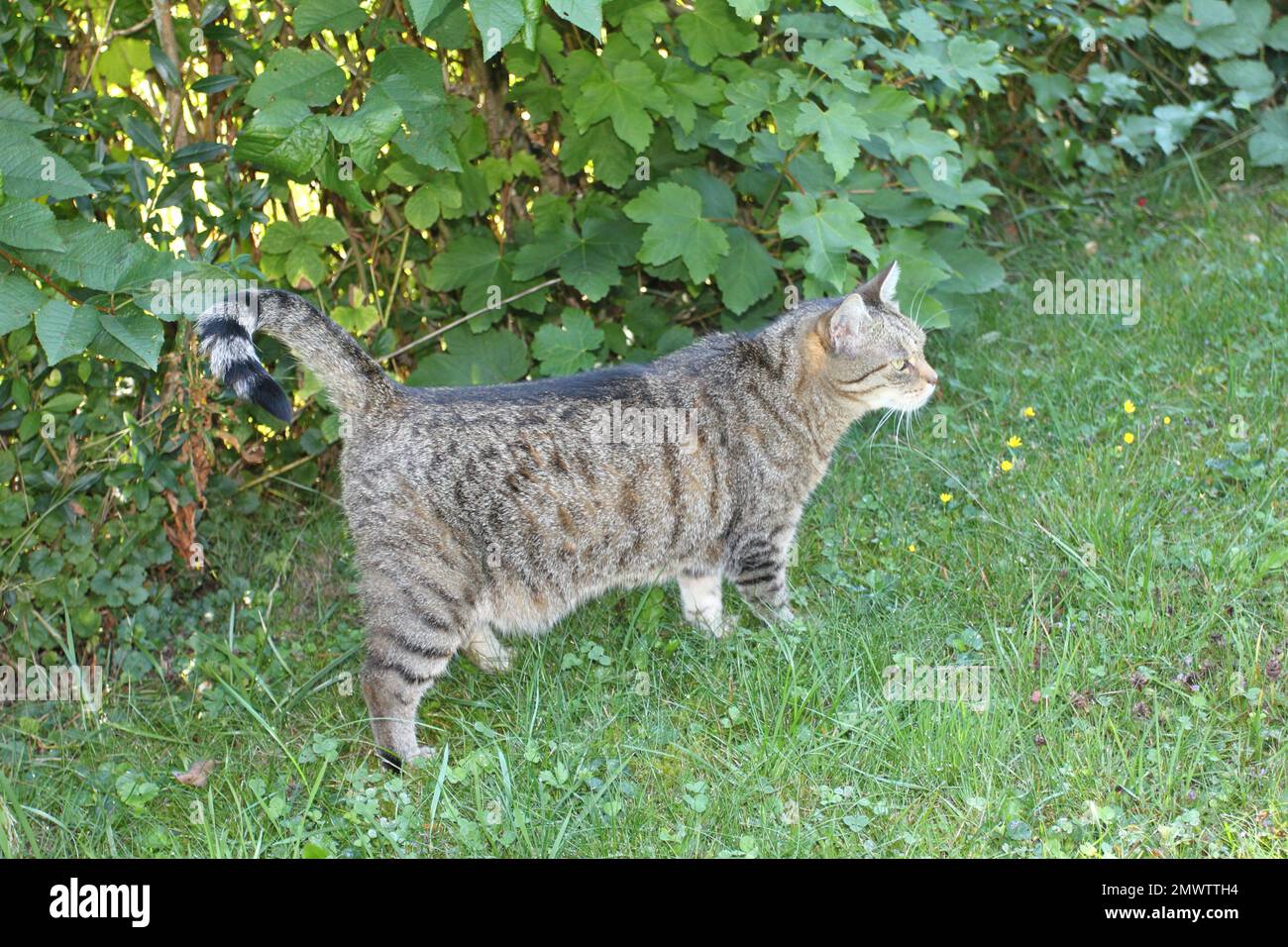 The domestic cat (Felis silvestris catus or Felis catus) is a small ...