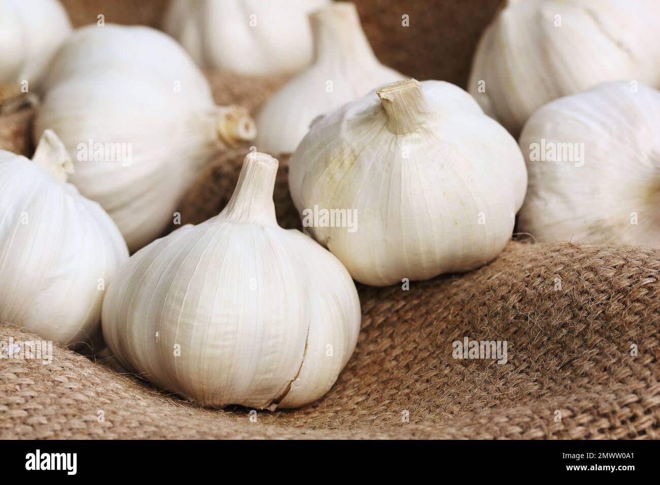 Garlic in kitchen on linen stuff - macro shot Stock Photo - Alamy