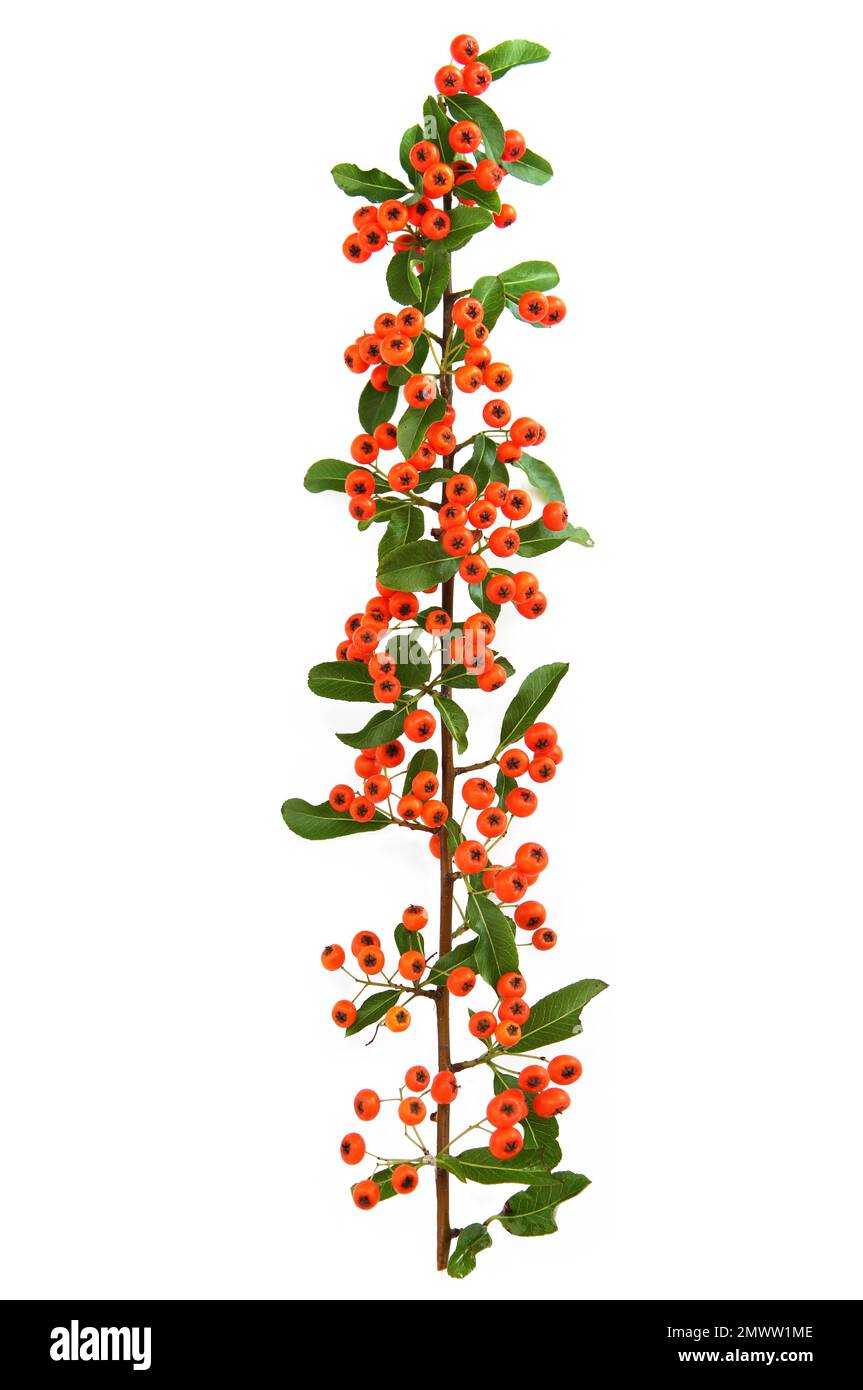 Firethorn branch (Pyracantha), isolated with copy space for text Stock ...