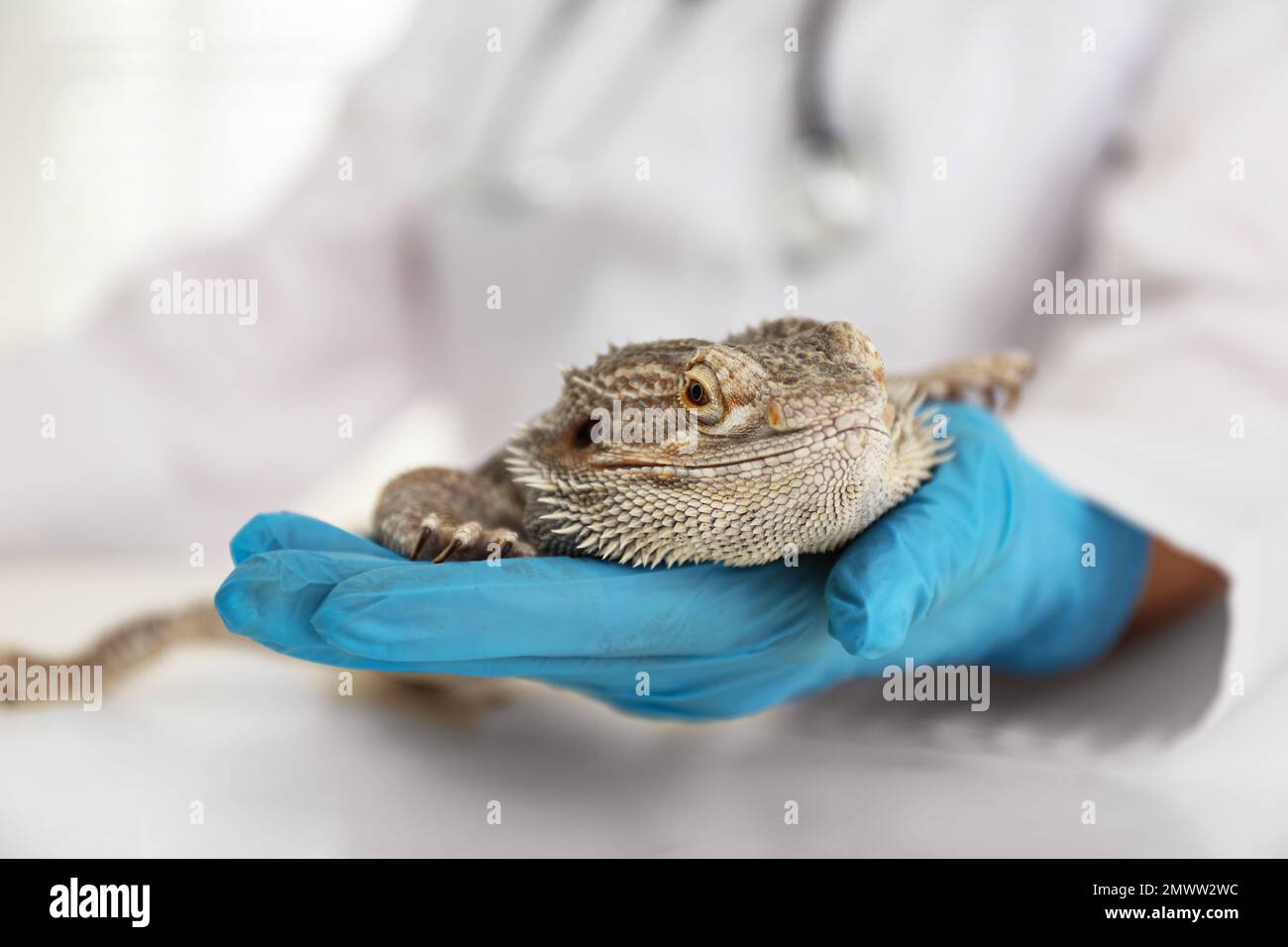 Veterinarian examining bearded lizard on table in clinic, closeup ...