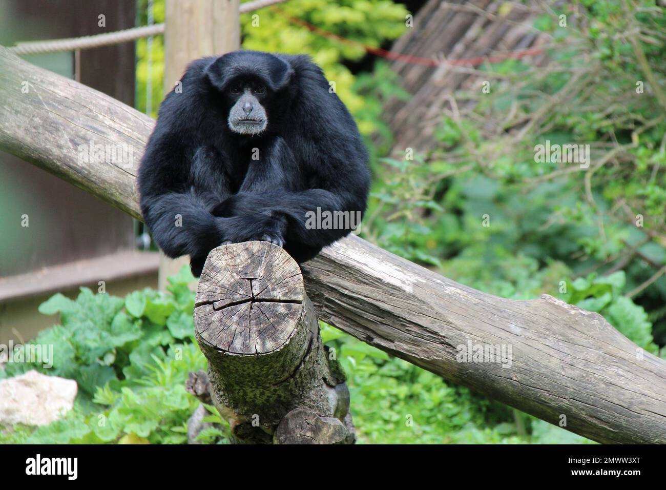 siamang in a zoo in lille (france Stock Photo - Alamy