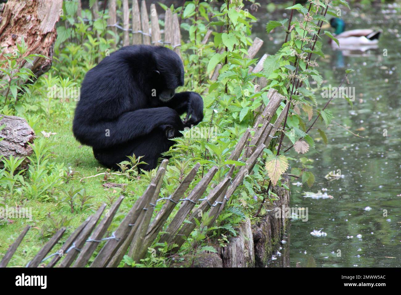 siamang in a zoo in lille (france Stock Photo - Alamy