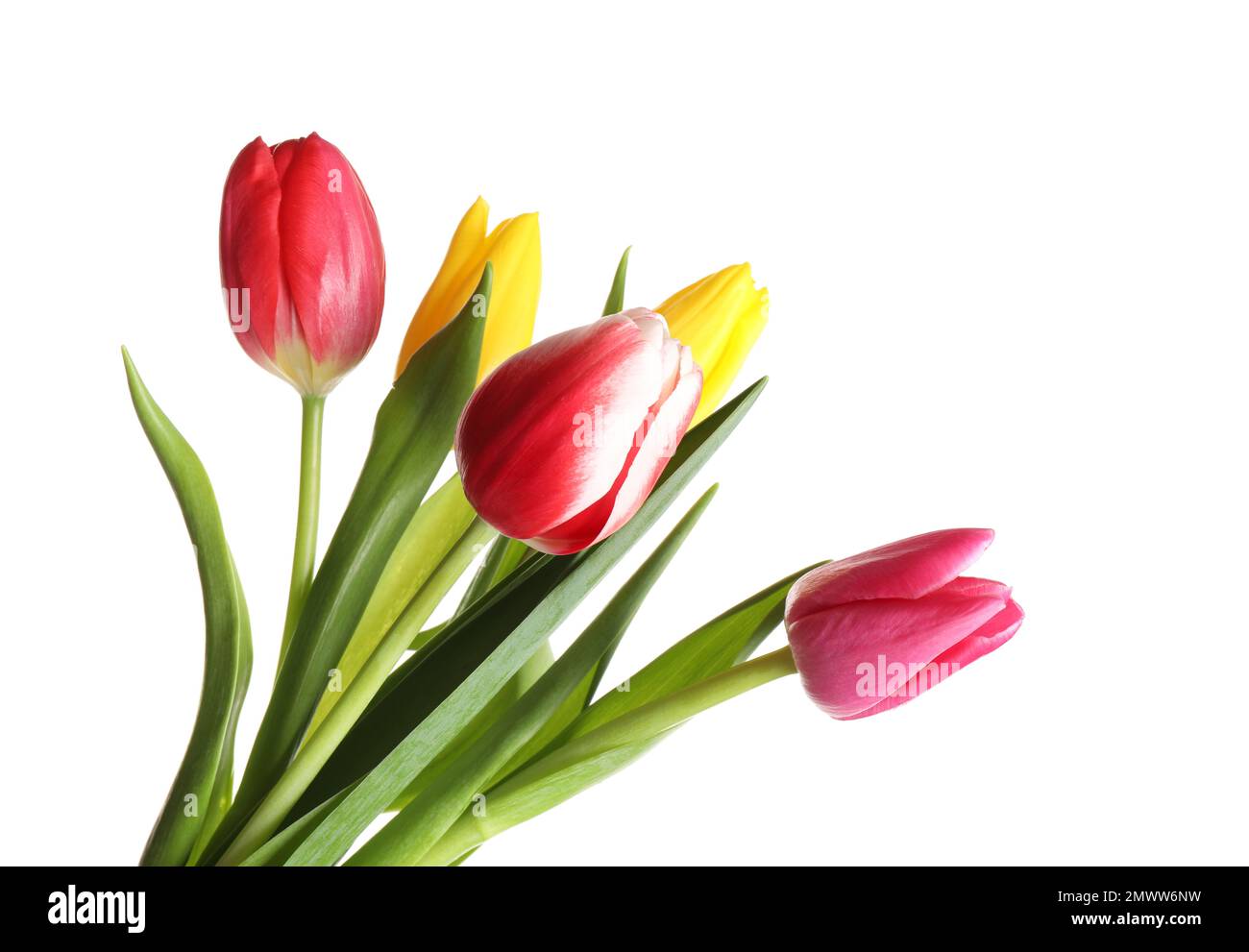 Beautiful different color tulips Cut Out Stock Images & Pictures - Alamy