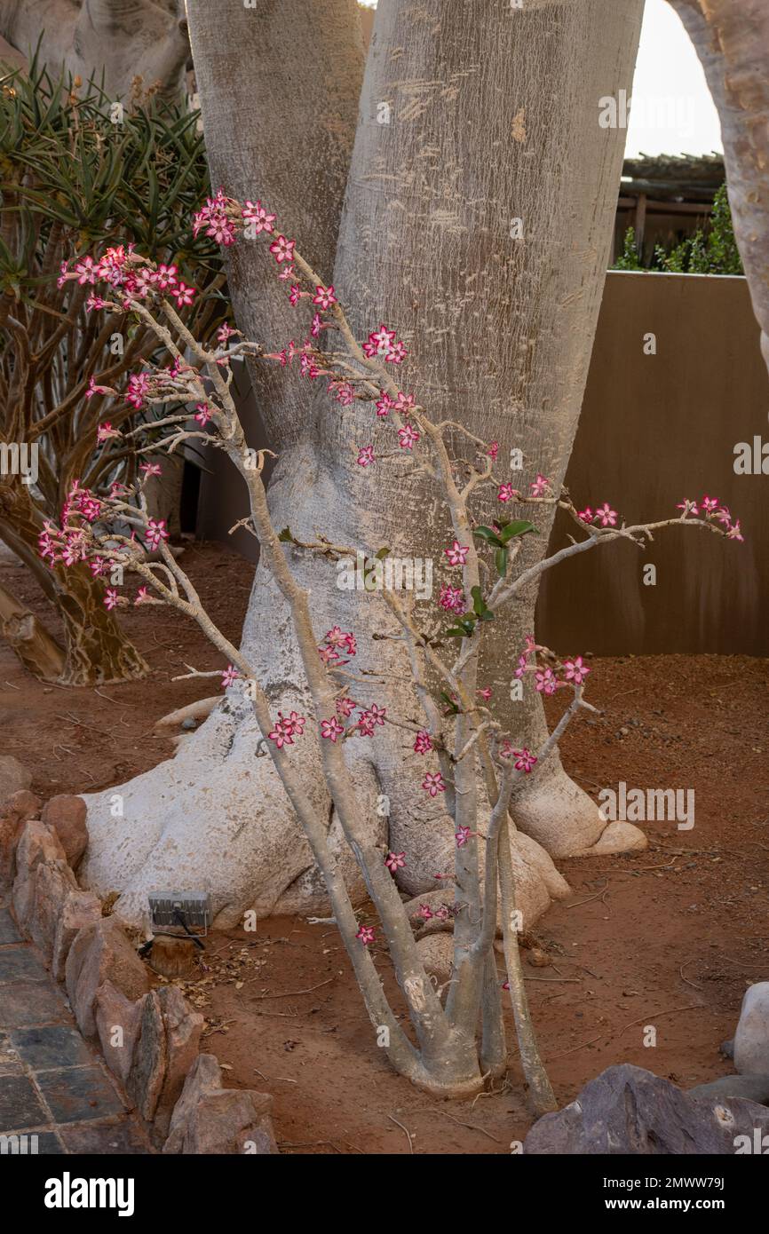 Desert rose, Adenium obesum, Apocynaceae, Namib desert, Namibia, Africa ...