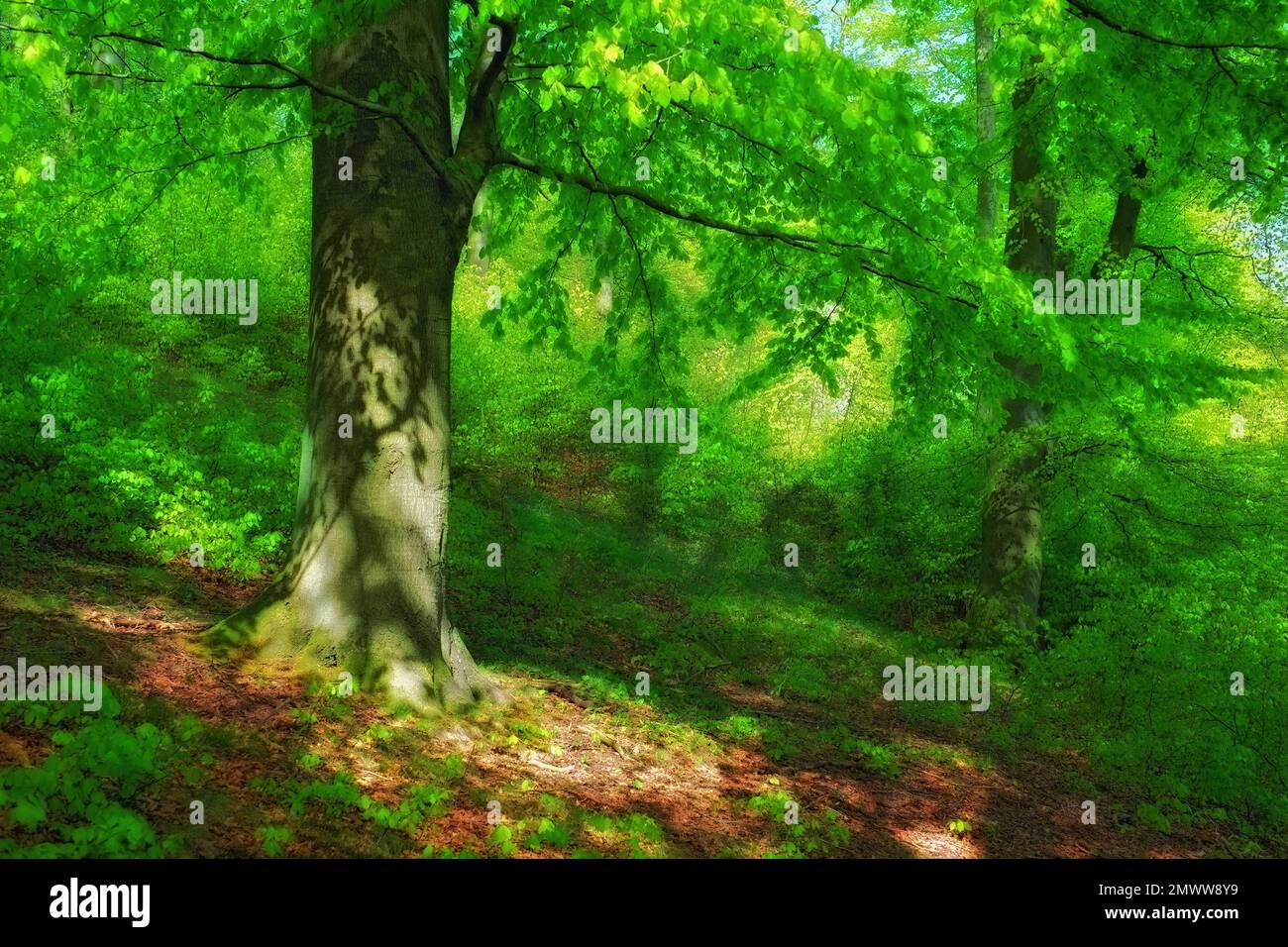 Lush forest in the spring. A very sharp and detailed photo of the ...