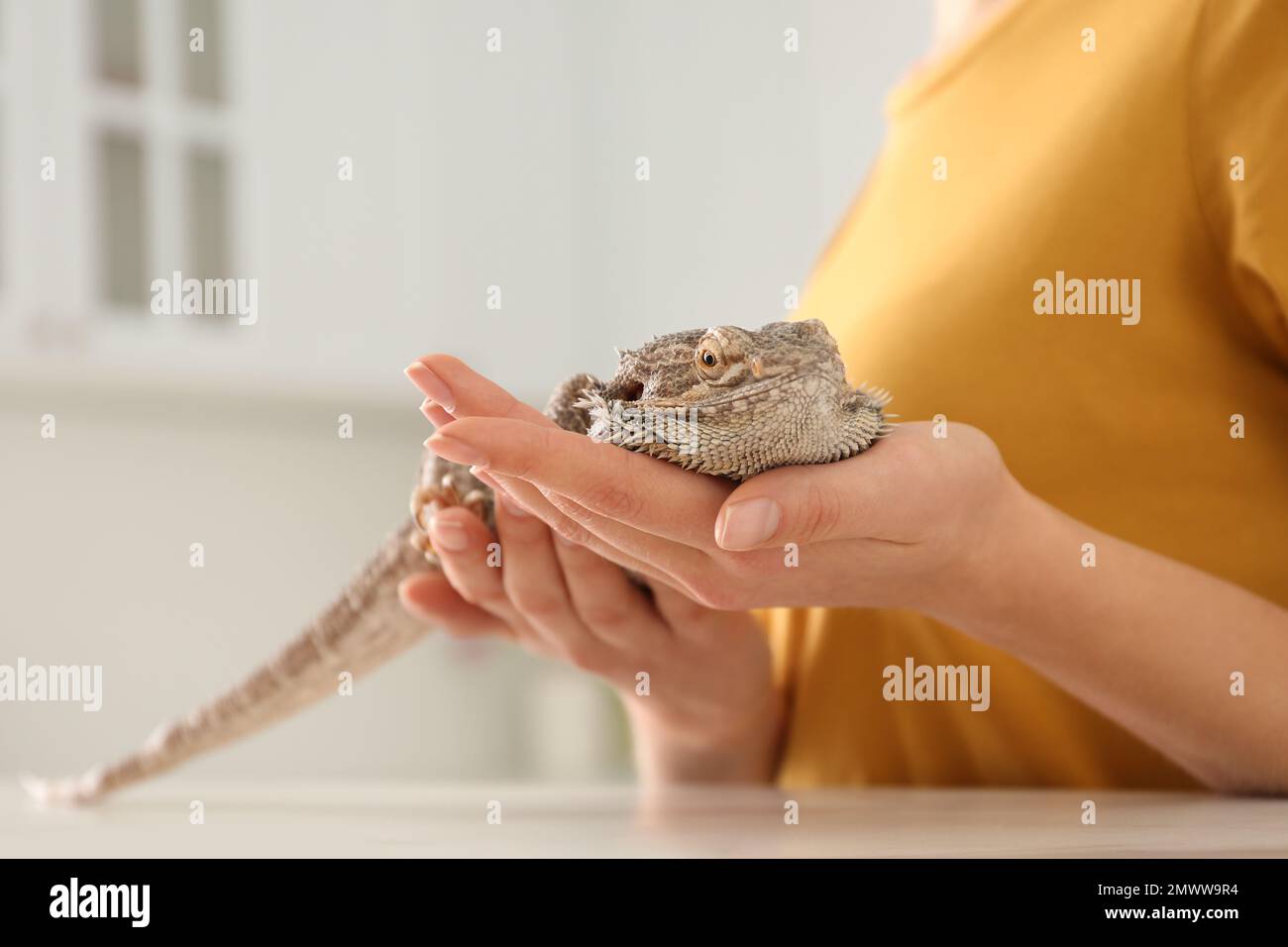 Woman holding bearded lizard indoors, closeup. Exotic pet Stock Photo ...