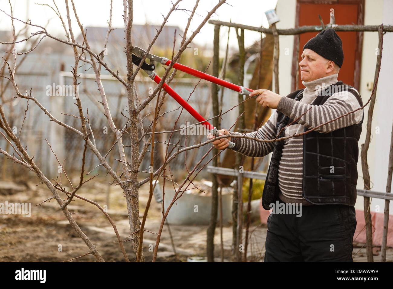 elderly man pruning trees with scissors Stock Photo - Alamy