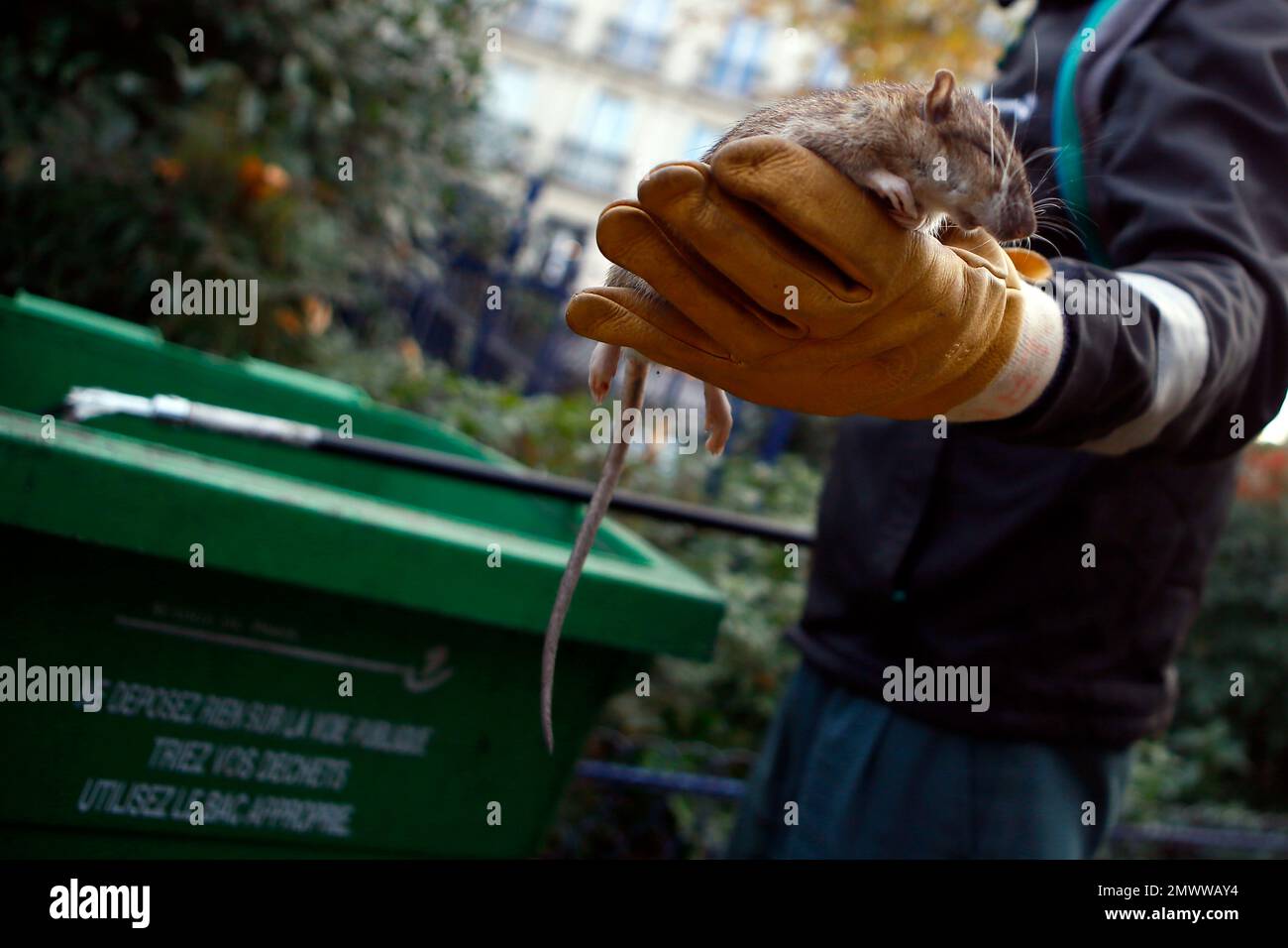 A Paris city employee shows a dead rat in the Saint Jacques Tower park ...