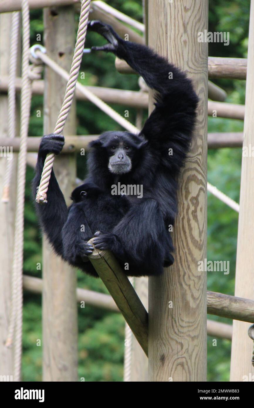 siamang in a zoo in lille (france Stock Photo - Alamy