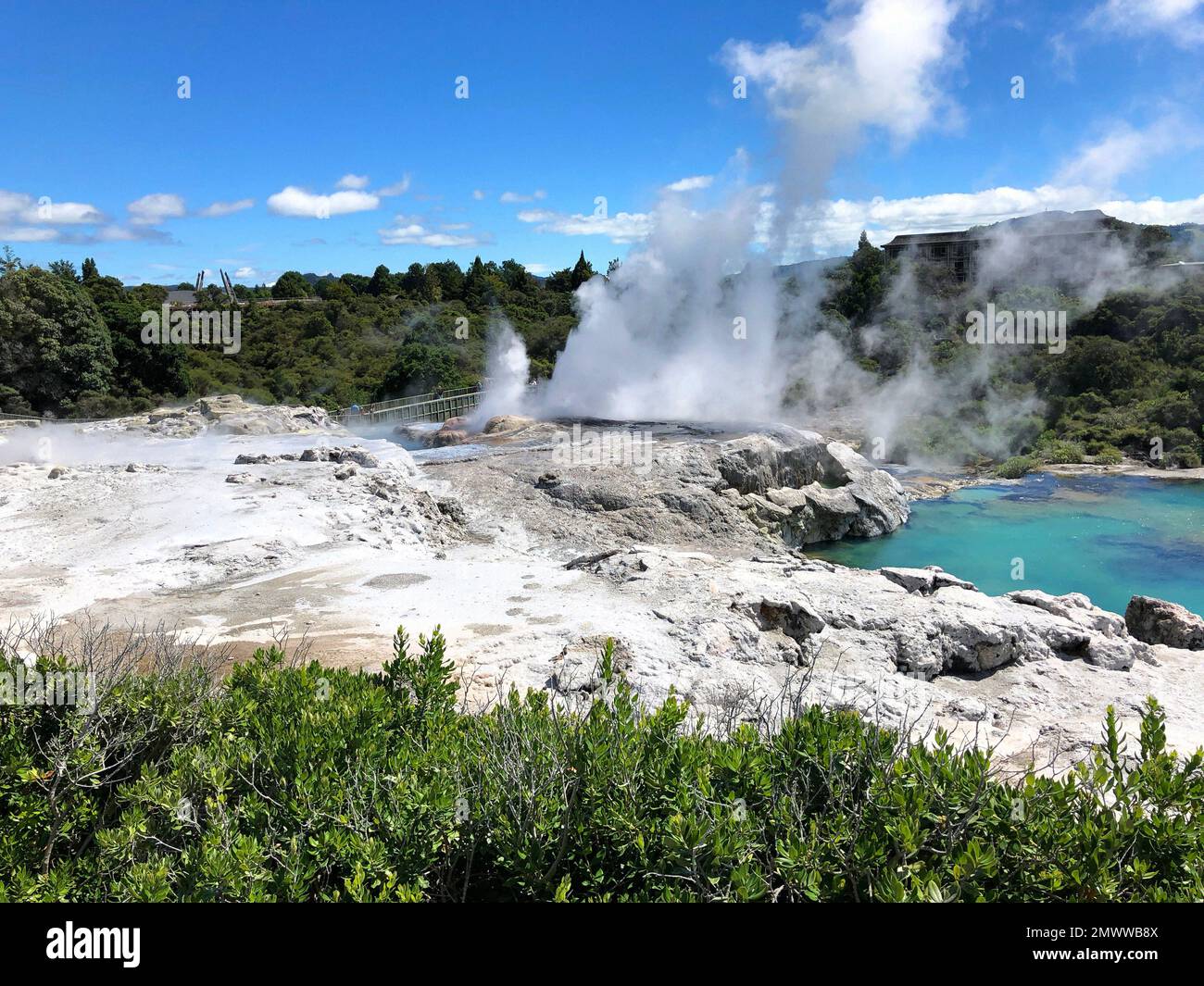 Title Rotorua geothermal hot spring geyser erupting and thermal mud ...
