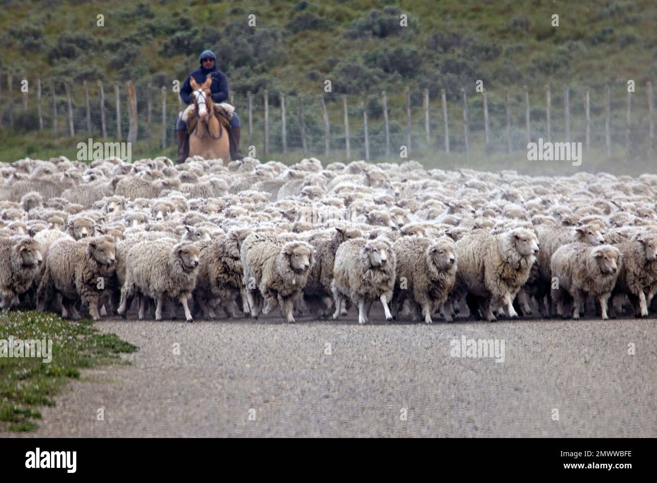 Bringing the sheep in for shearing driven by a gaucho on horseback ...