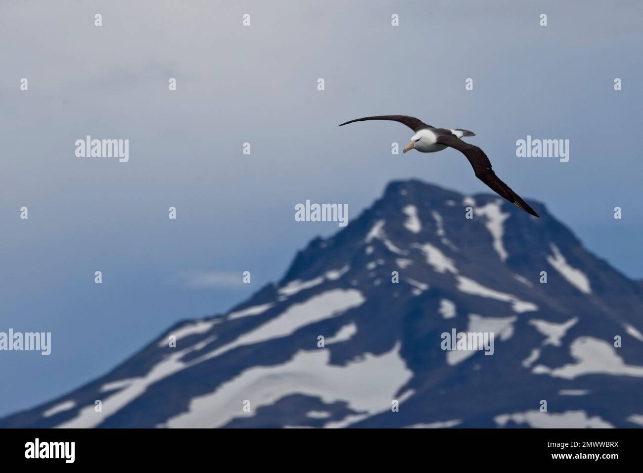 Black-browed Albatross (Thalassarche melanophris), adult flying, snow ...