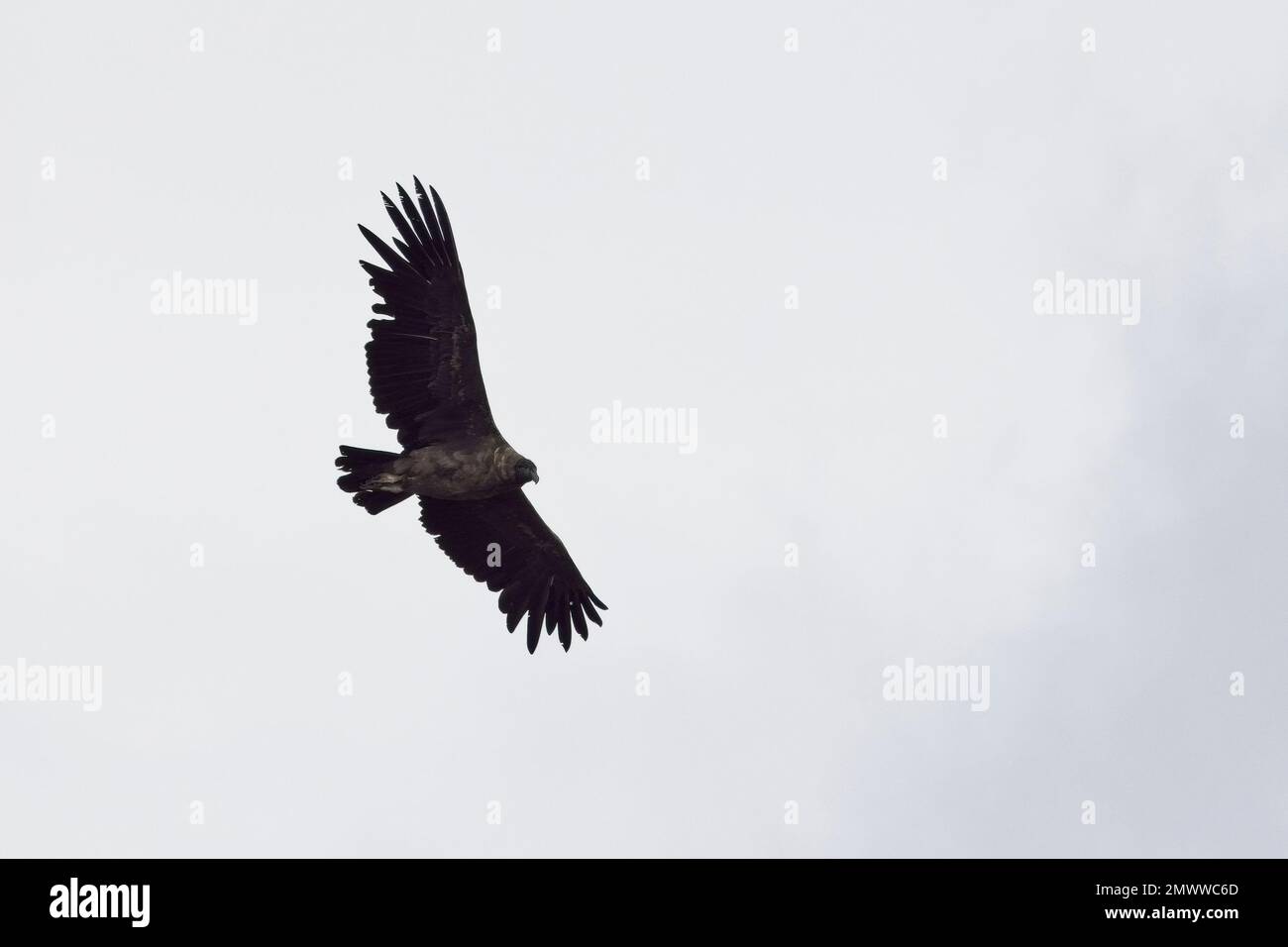 Andean Condor, (Vultur gryphus), juvenile in flight, Tierra del Fuego ...