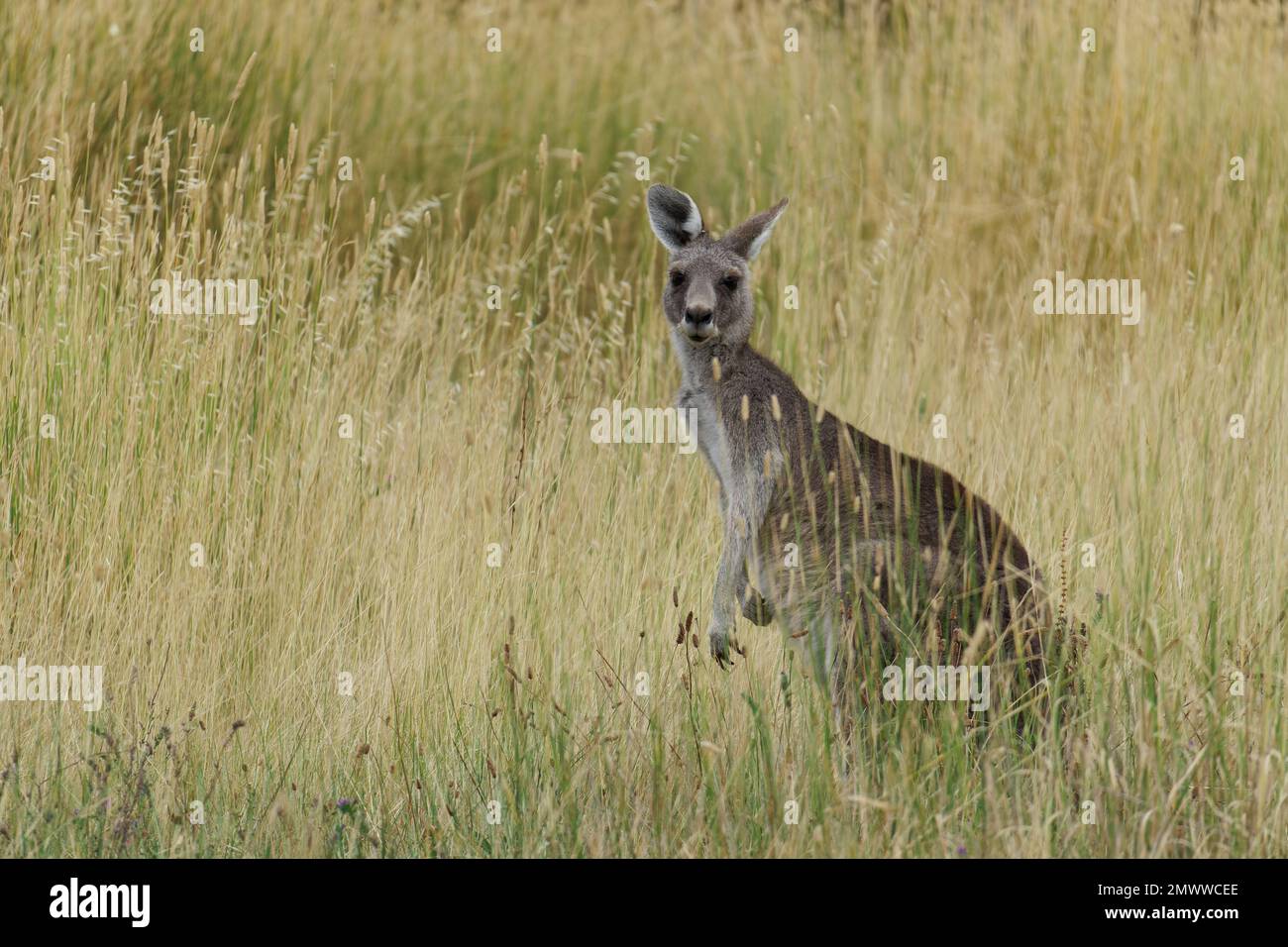 Eastern Grey Kangaroo on a grassy medow Stock Photo - Alamy