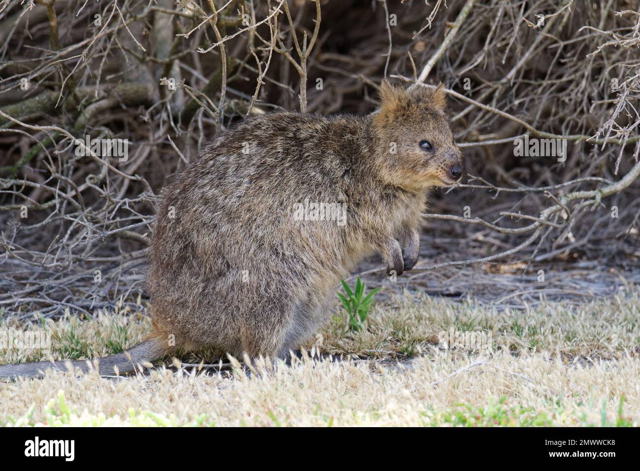 Quokka, native to Rottnest Island Stock Photo - Alamy
