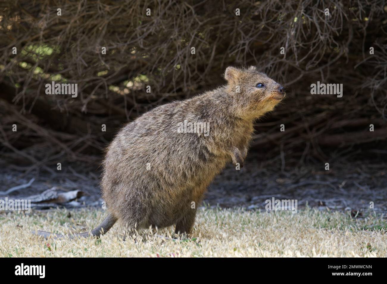 Quokka, native to Rottnest Island Stock Photo - Alamy
