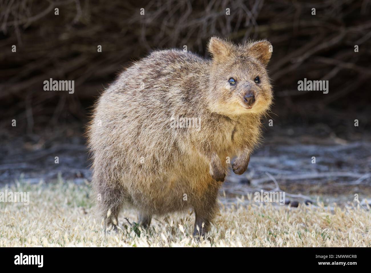Quokka, native to Rottnest Island Stock Photo - Alamy