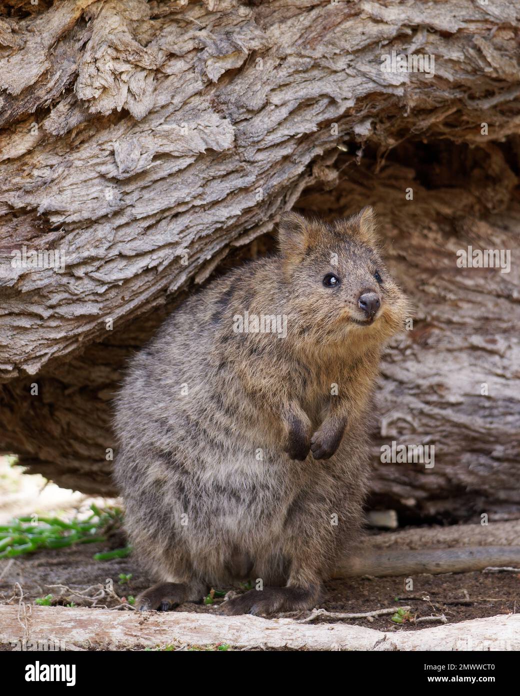 Quokka family hi-res stock photography and images - Alamy
