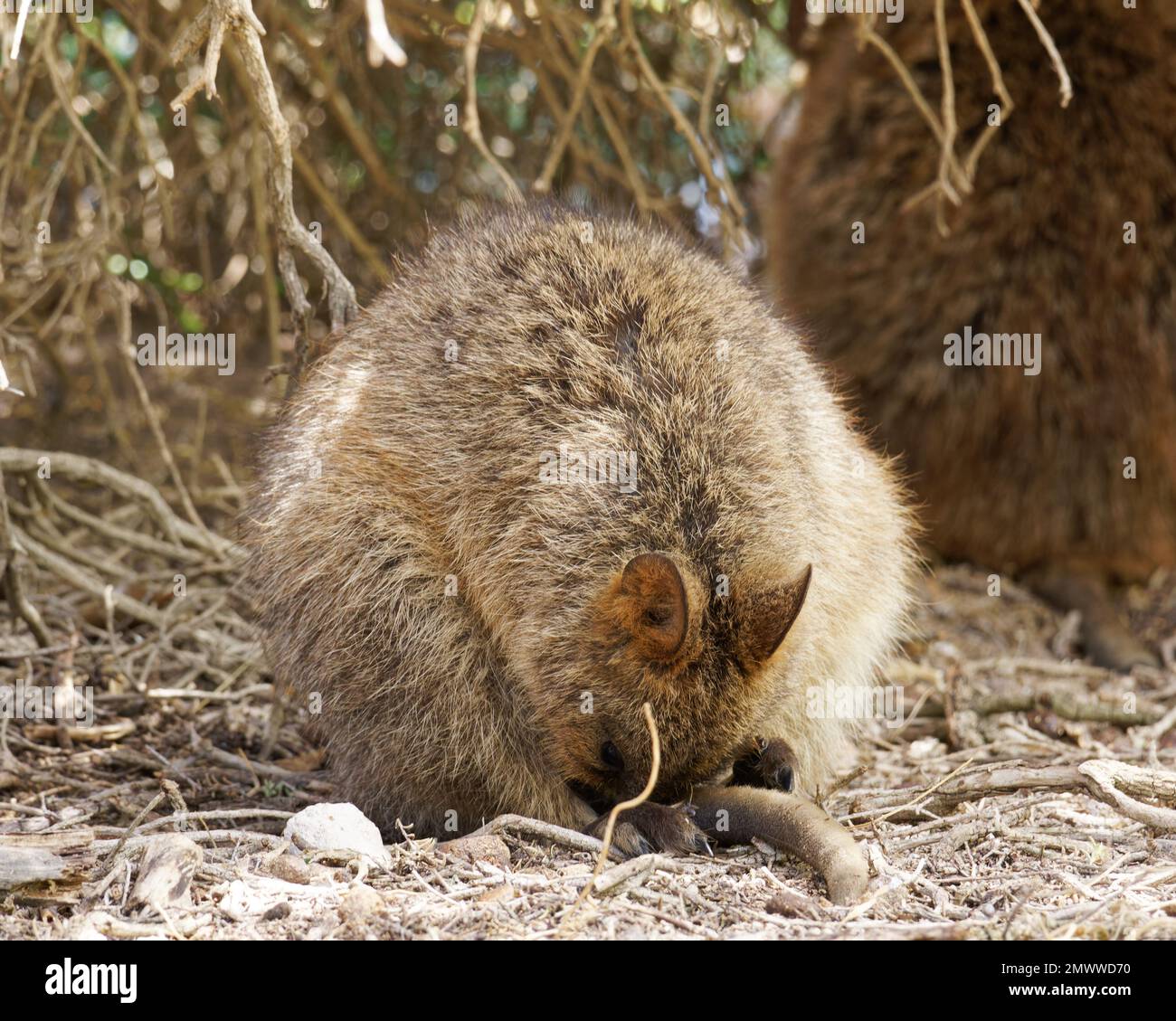 Quokka, native to Rottnest Island Stock Photo - Alamy