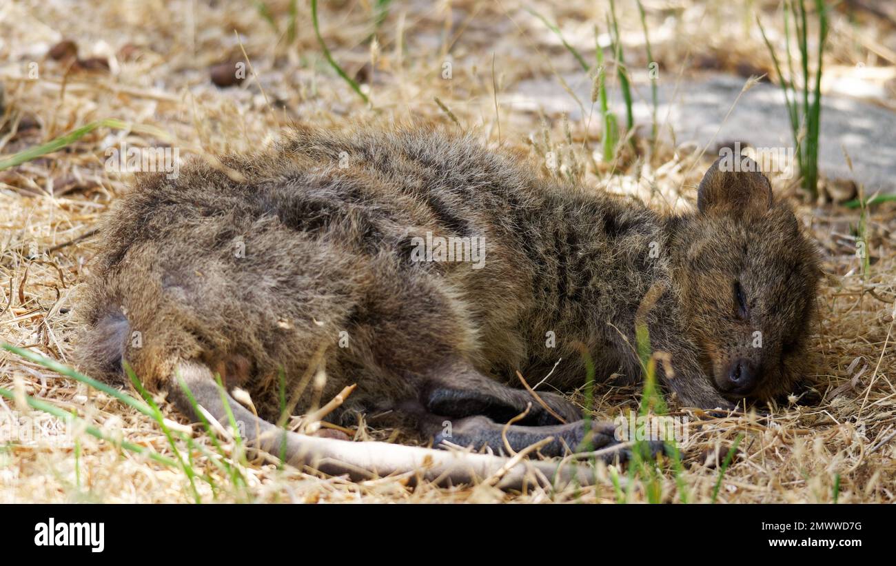 Quokka, native to Rottnest Island Stock Photo - Alamy
