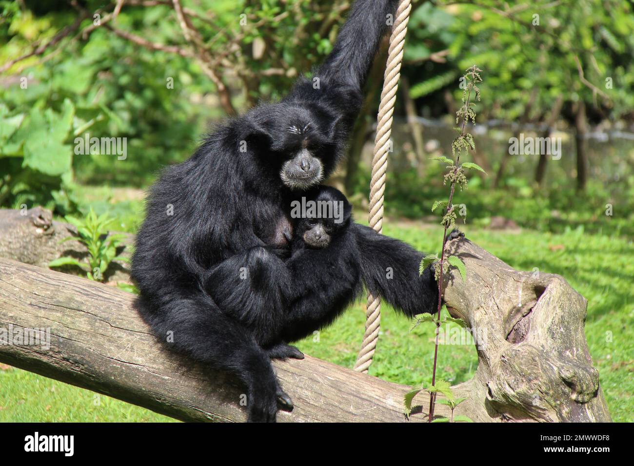 Siamang singe hi-res stock photography and images - Alamy