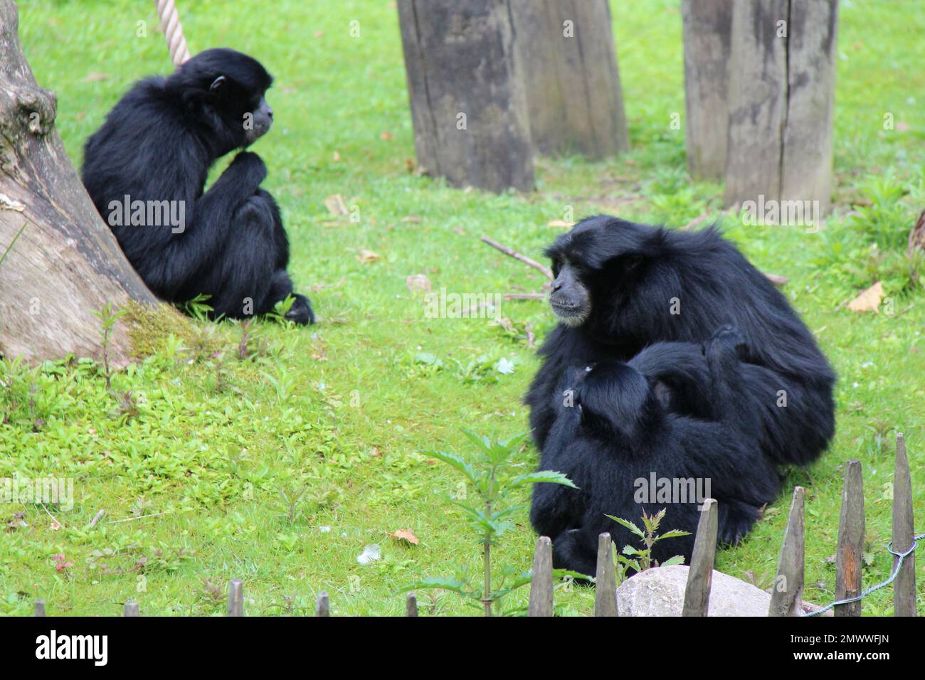 siamang in a zoo in lille (france Stock Photo - Alamy