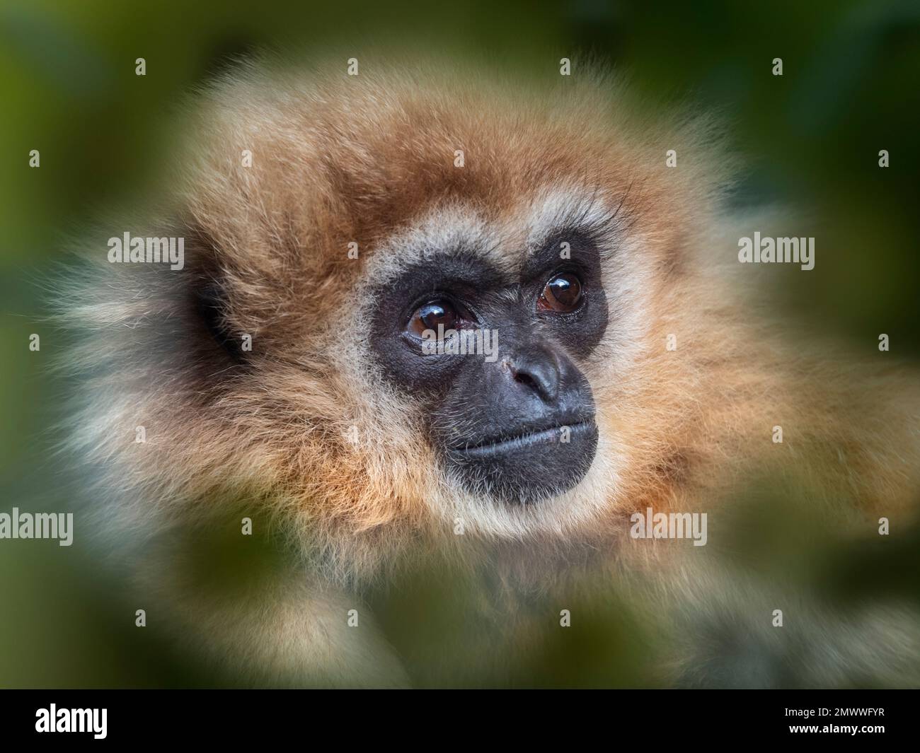 Lar gibbon Hylobates lar also known as the white-handed gibbon portrait ...