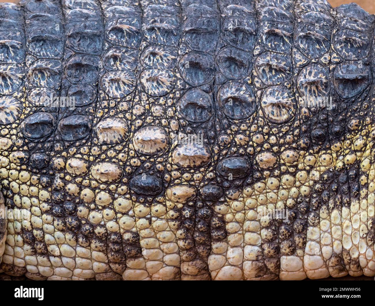 Build mound nests hi-res stock photography and images - Alamy