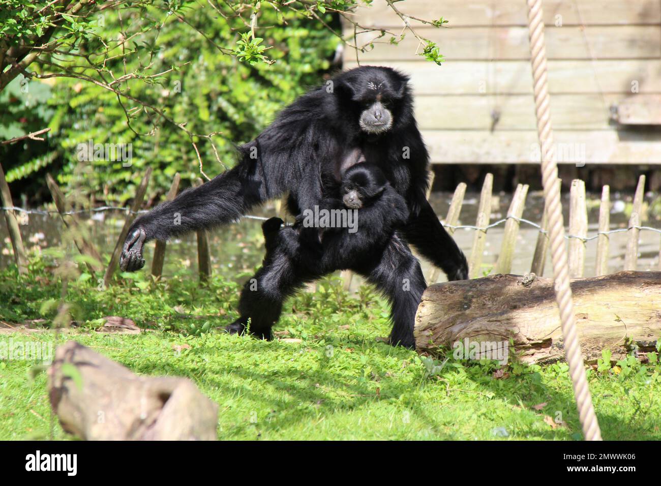siamang in a zoo in lille (france Stock Photo - Alamy