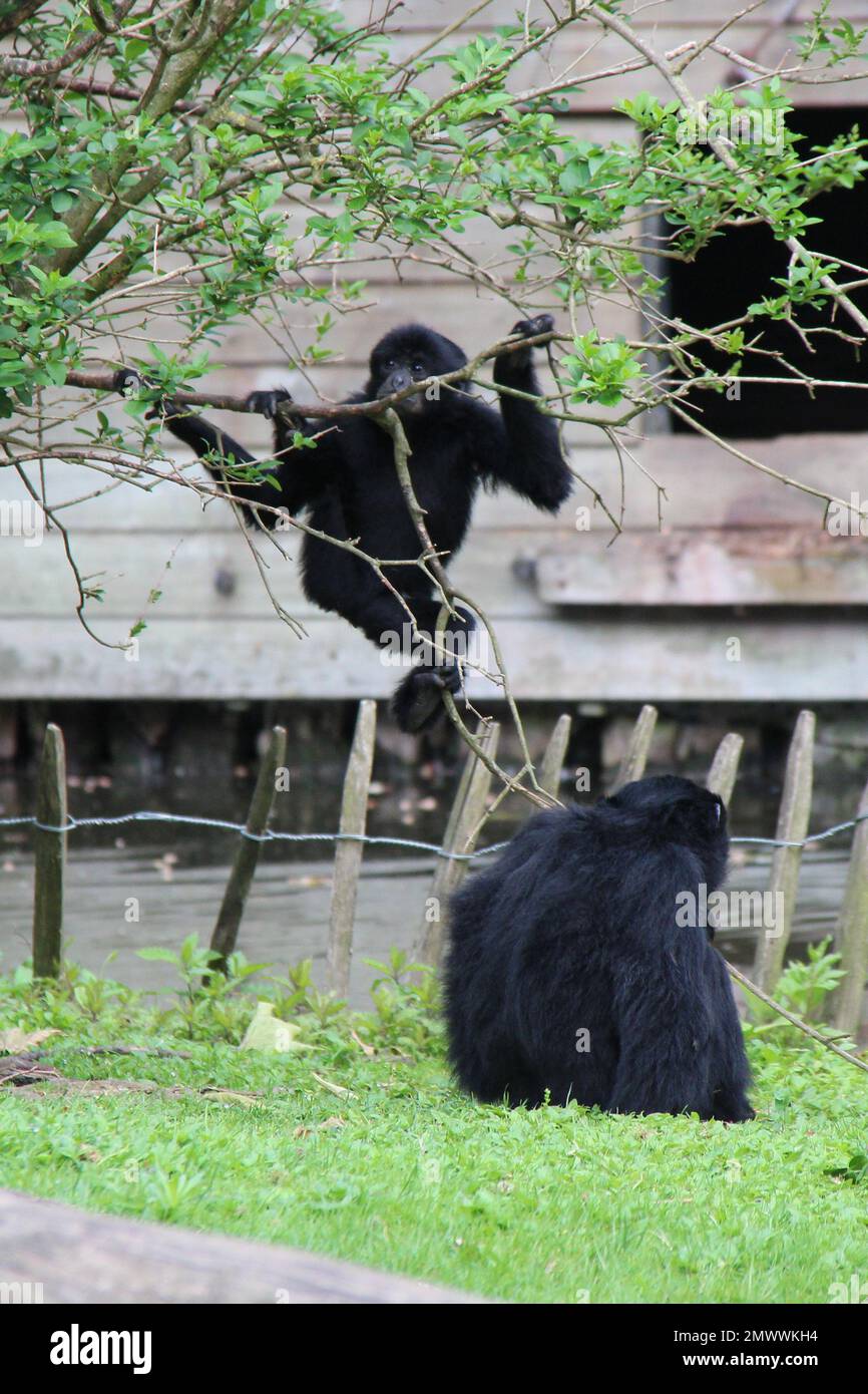 siamang in a zoo in lille (france Stock Photo - Alamy