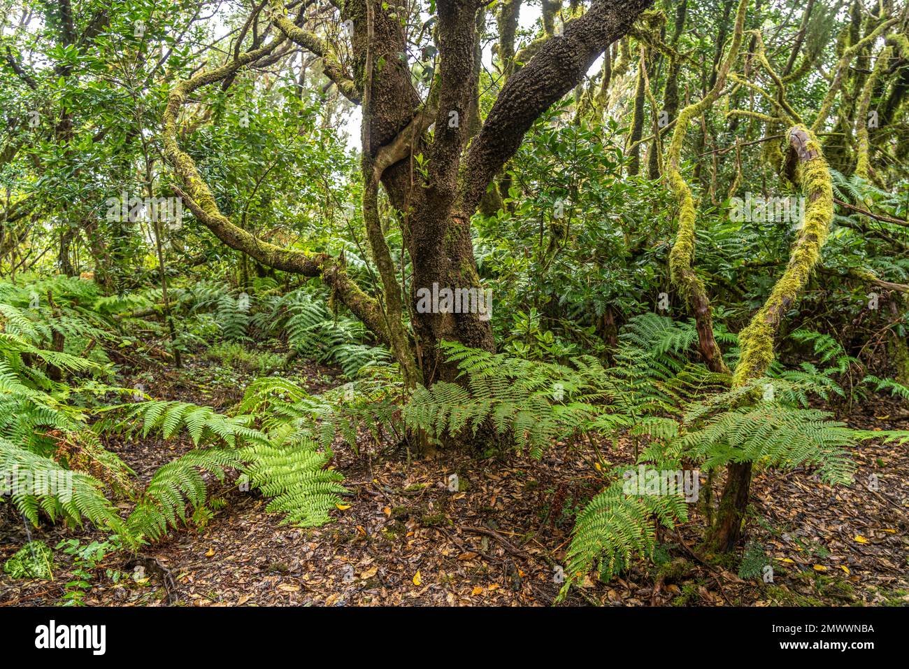 Lorbeerwald im Anaga-Gebirge, Las Vueltas de Taganana, Teneriffa ...