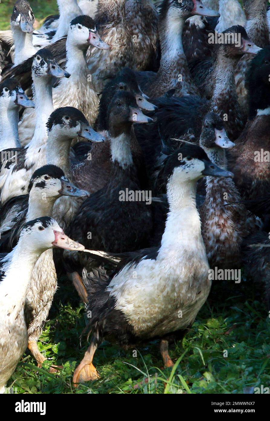 Ducks are pictured at a farm in La Bastide Clairence, southwestern ...
