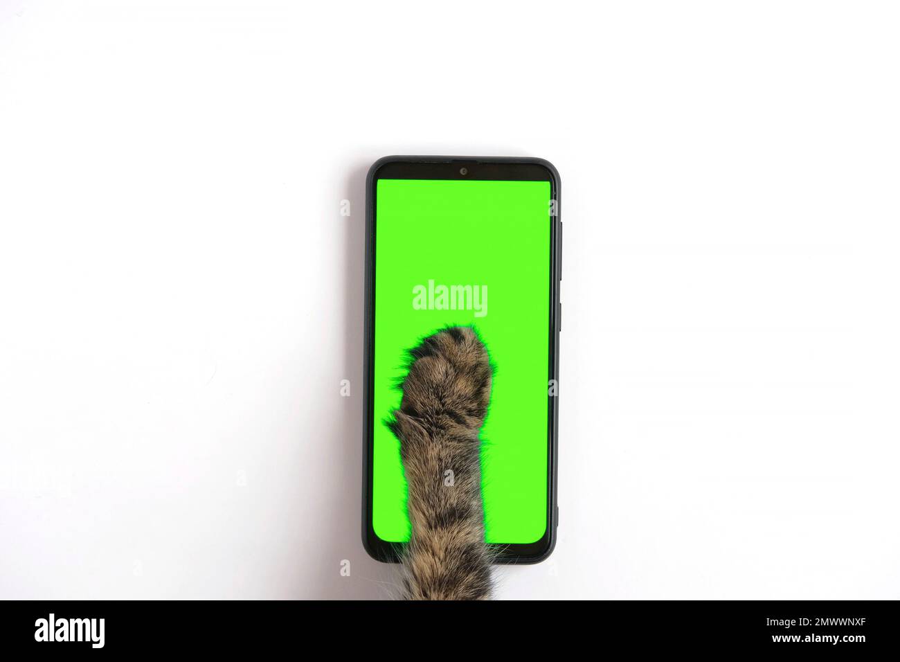 Cat paw touching, clicking, tapping and swiping phone with chromakey ...
