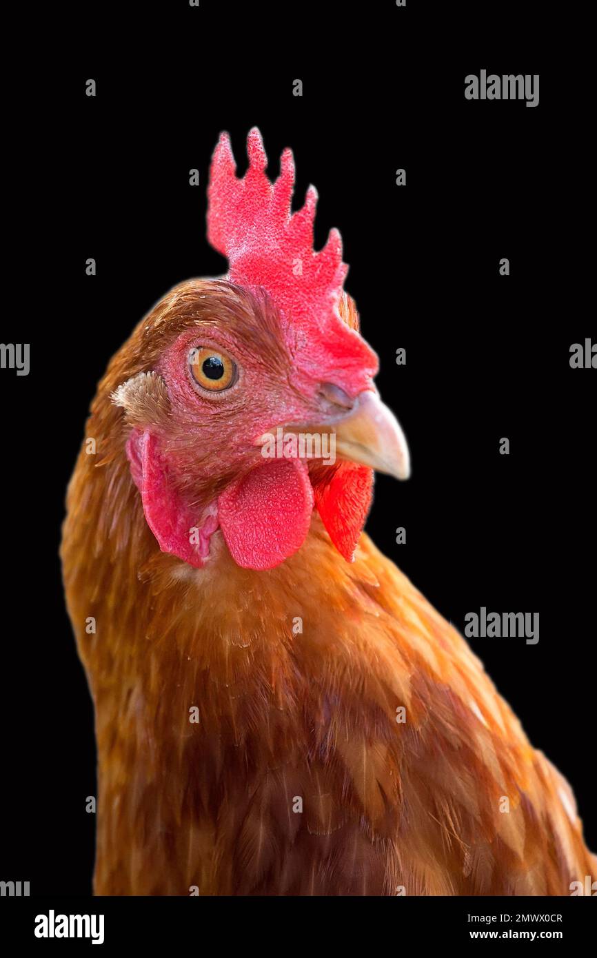 Hen a portrait on a black background Stock Photo - Alamy