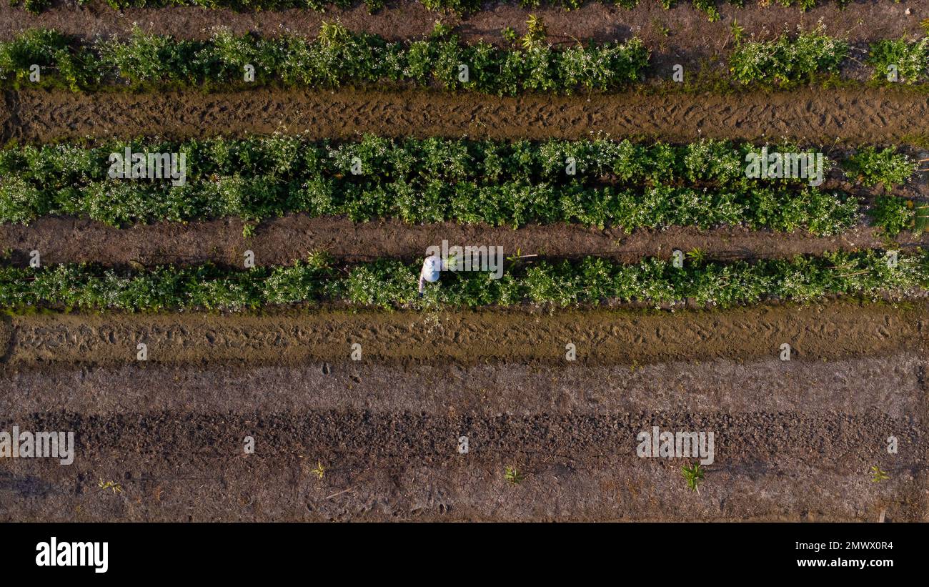 Drone of farmers crop hi-res stock photography and images - Alamy