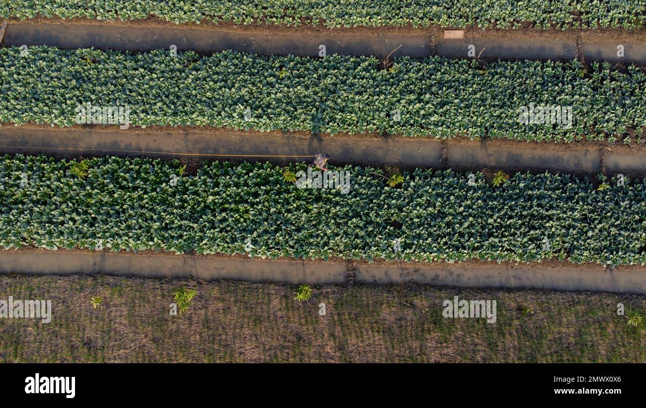 Aerial view of fields and agricultural parcels. Agricultural landscape ...