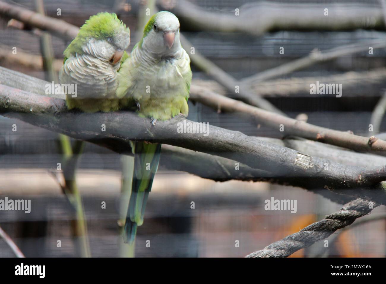 Perroquet Quaker Sauvage