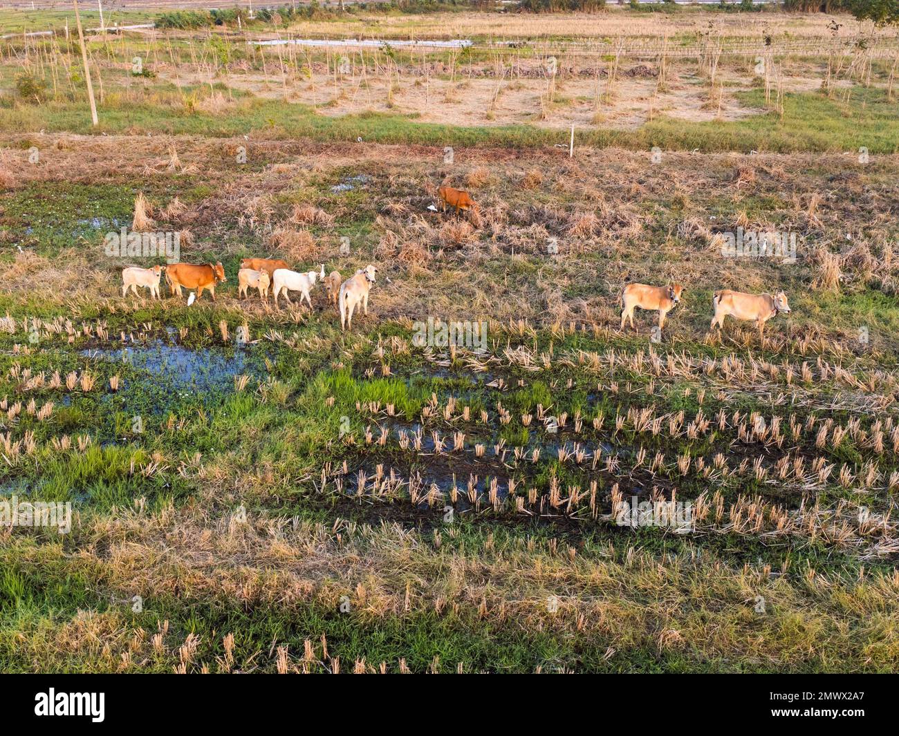 Aerial cows walk path farm hi-res stock photography and images - Alamy