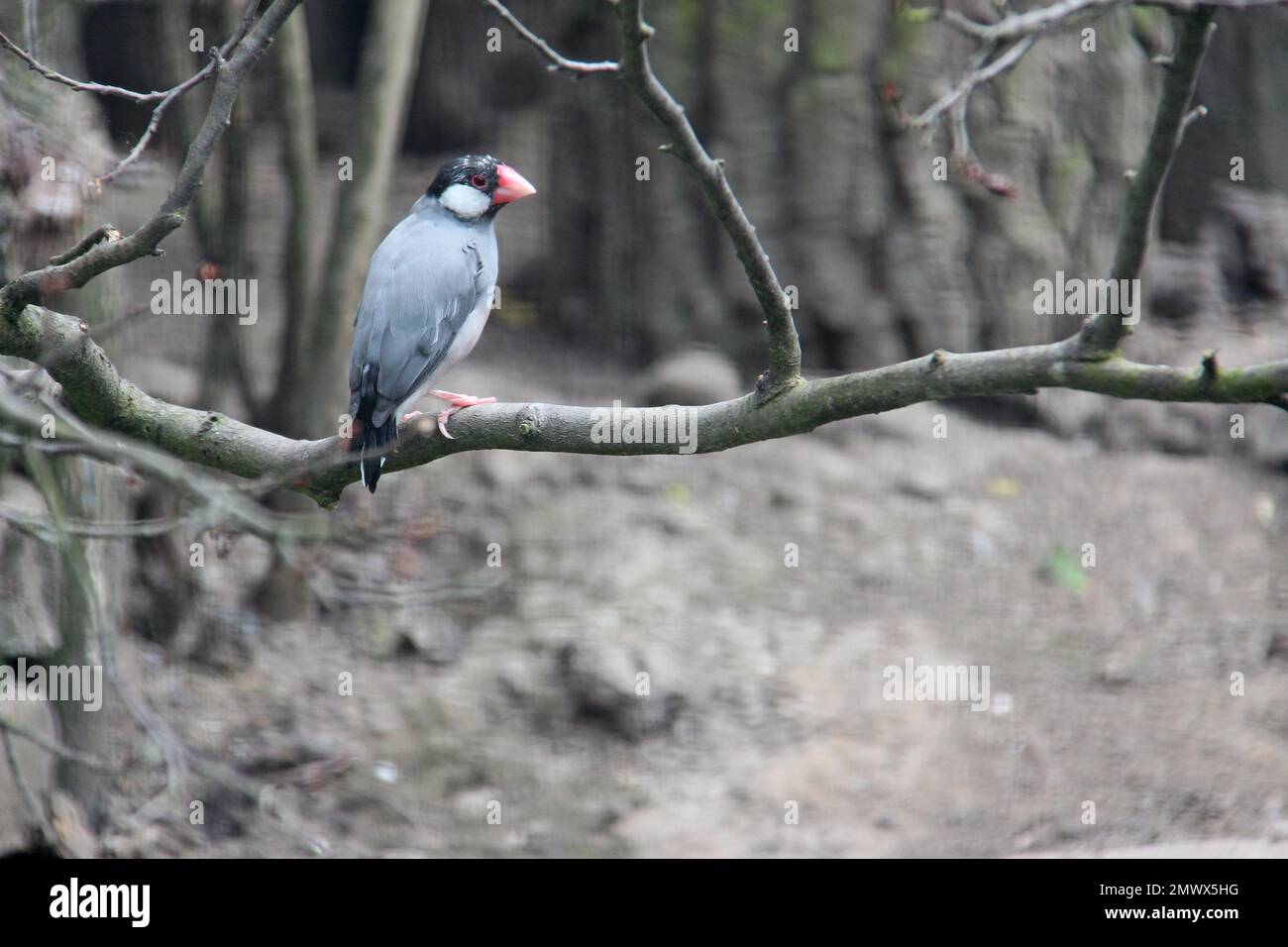 Padda de java hi-res stock photography and images - Alamy