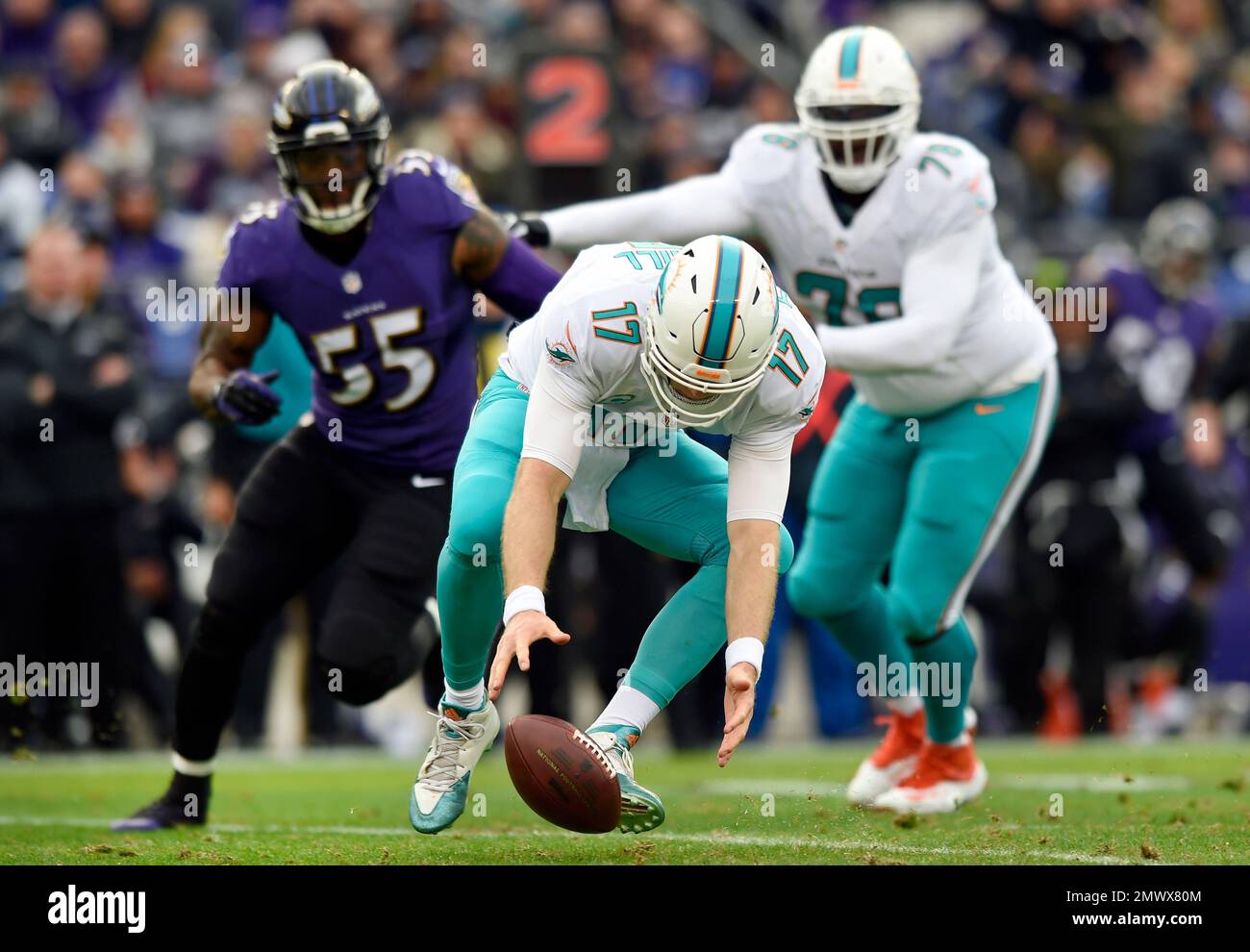 Miami Dolphins quarterback Ryan Tannehill (17) recovers a snapped ball ...