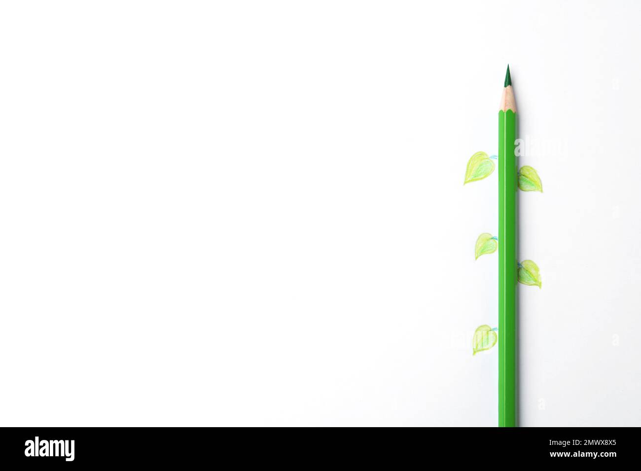 Drawing of green leaves and color pencil on white background, top view ...