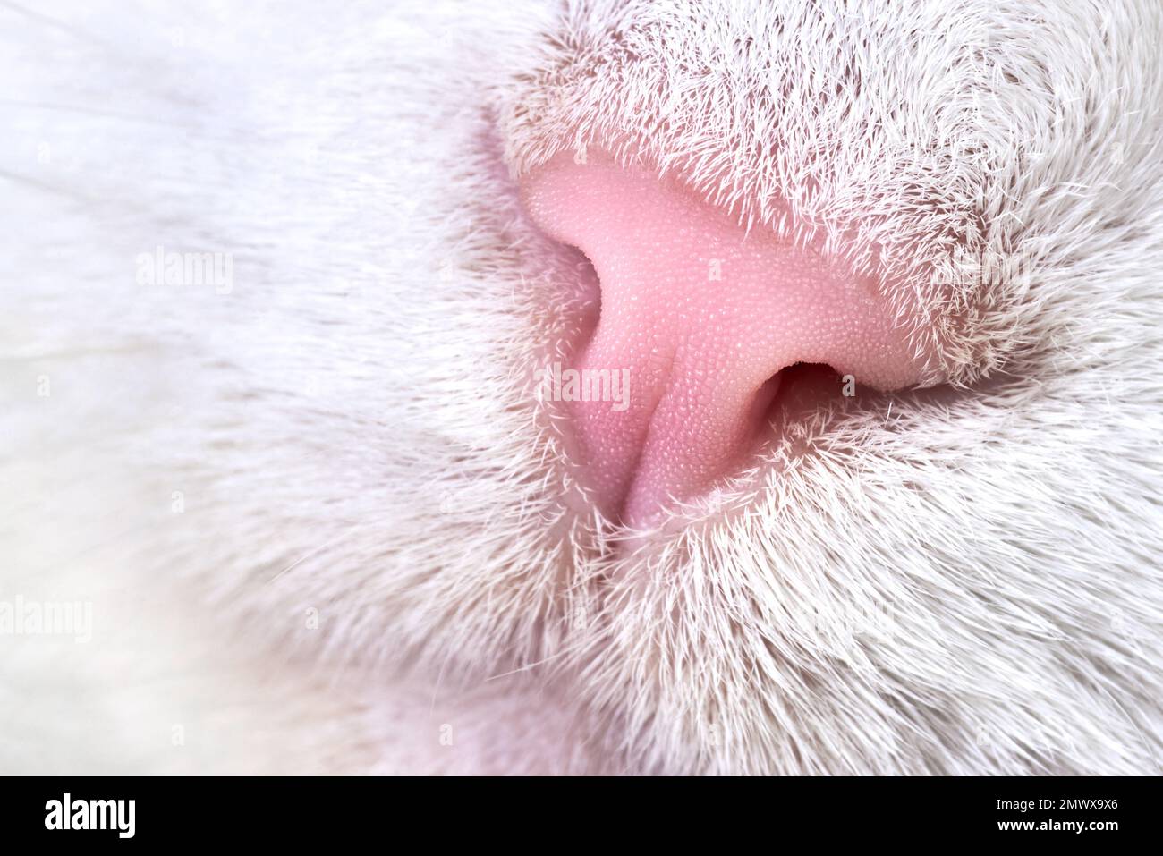 Funny mustache pink nose hi-res stock photography and images - Alamy