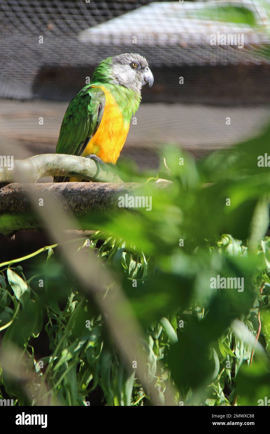 Oiseau animal jaune hi-res stock photography and images - Alamy